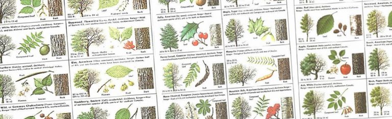 Tree Survey – Hallowtree Activity Centre